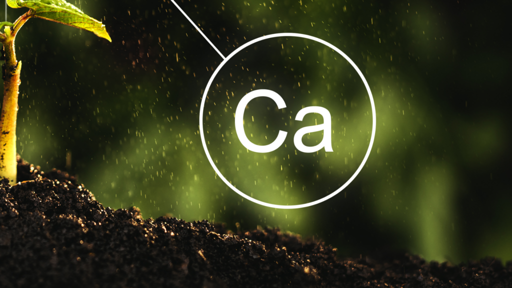 Los nutrientes – sus funciones en las plantas y sus fuentes – Agrícola ...